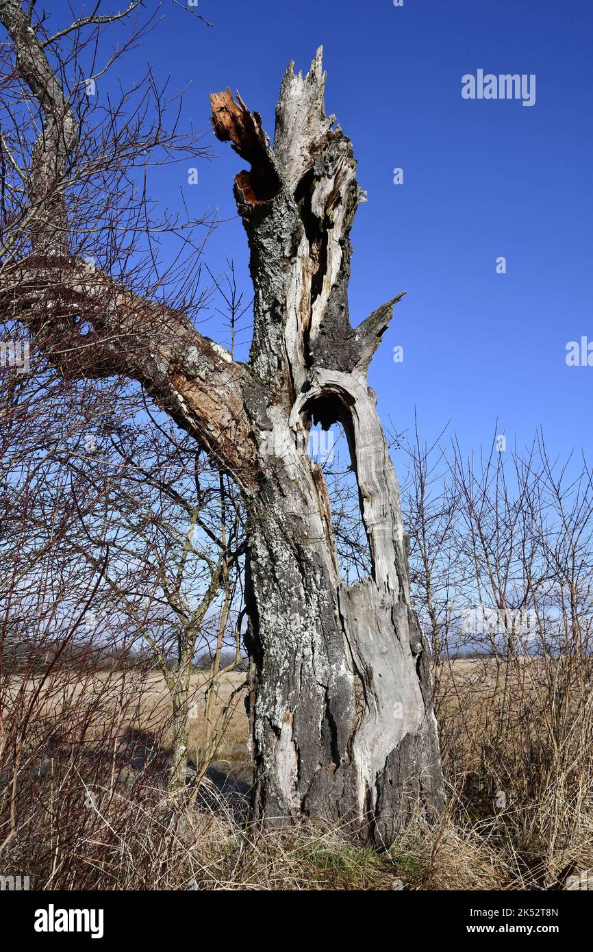 Dead fruit tree hi-res stock photography and images - Alamy