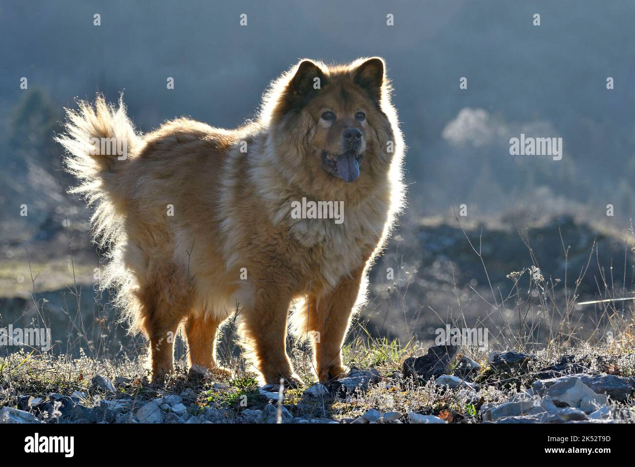France, Doubs, domestic animal, dog, female dog, breed, Eurasier Stock ...