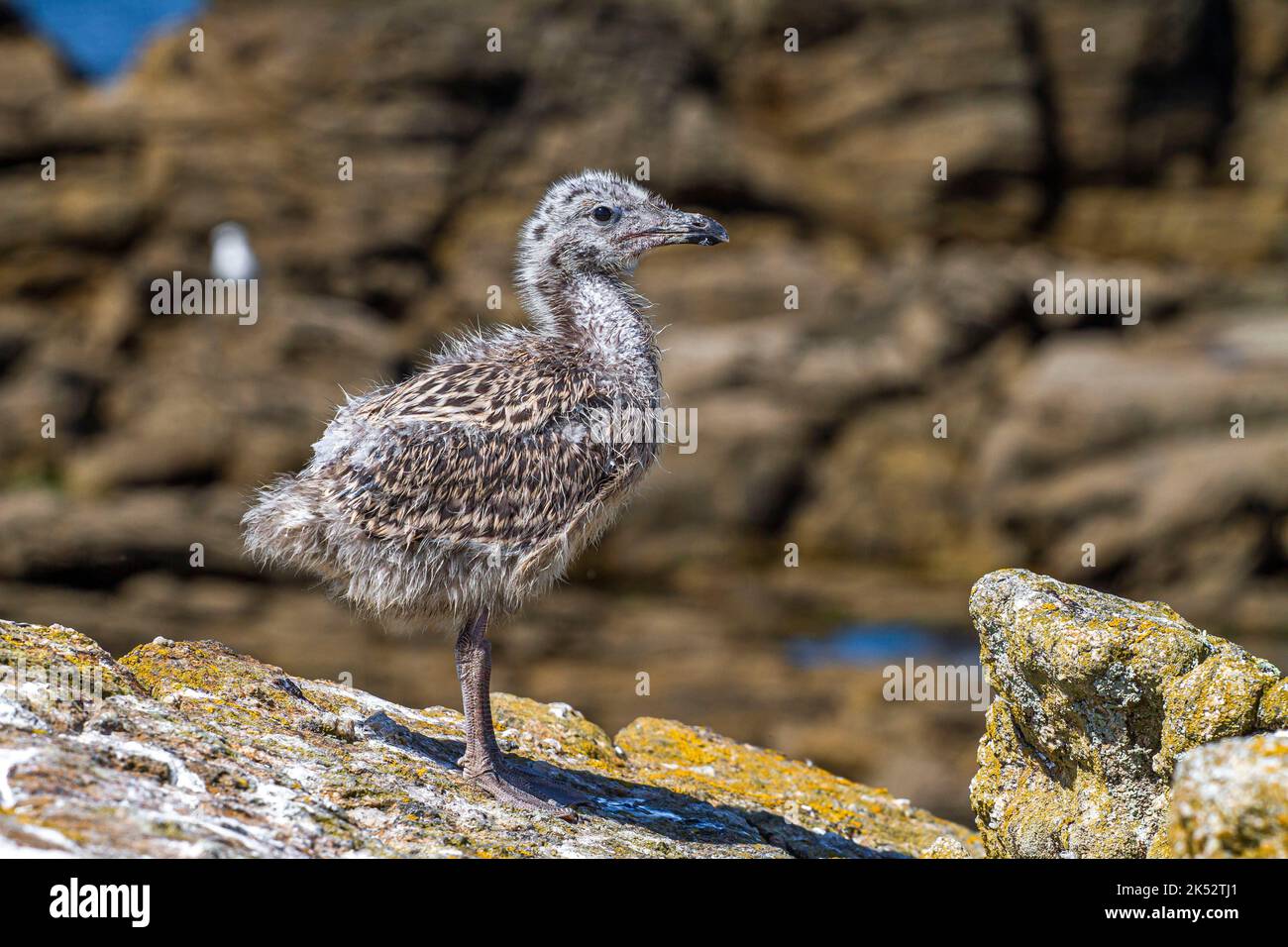 France, Vendee, Noirmoutier island, herring gull chick on a rock ...