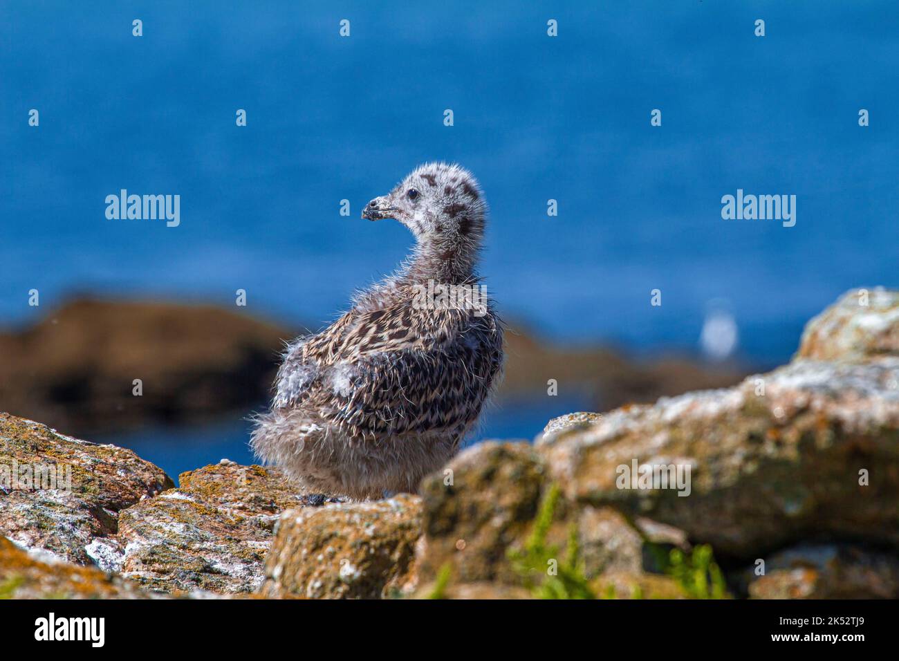 France, Vendee, Noirmoutier island, herring gull chick on a rock ...