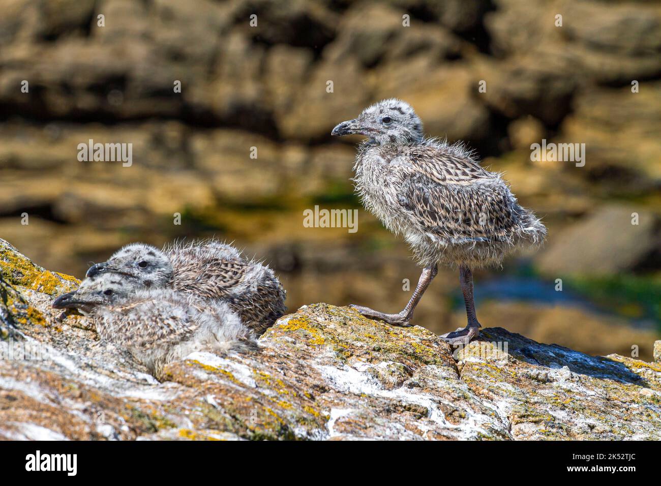 France, Vendee, Noirmoutier island, herring gull chicks on a rock ...