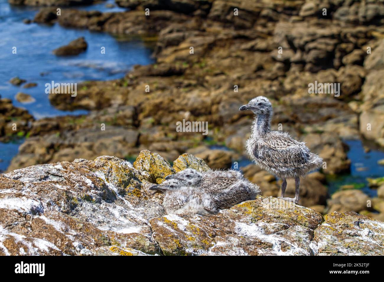 France, Vendee, Noirmoutier island, herring gull chick on a rock ...