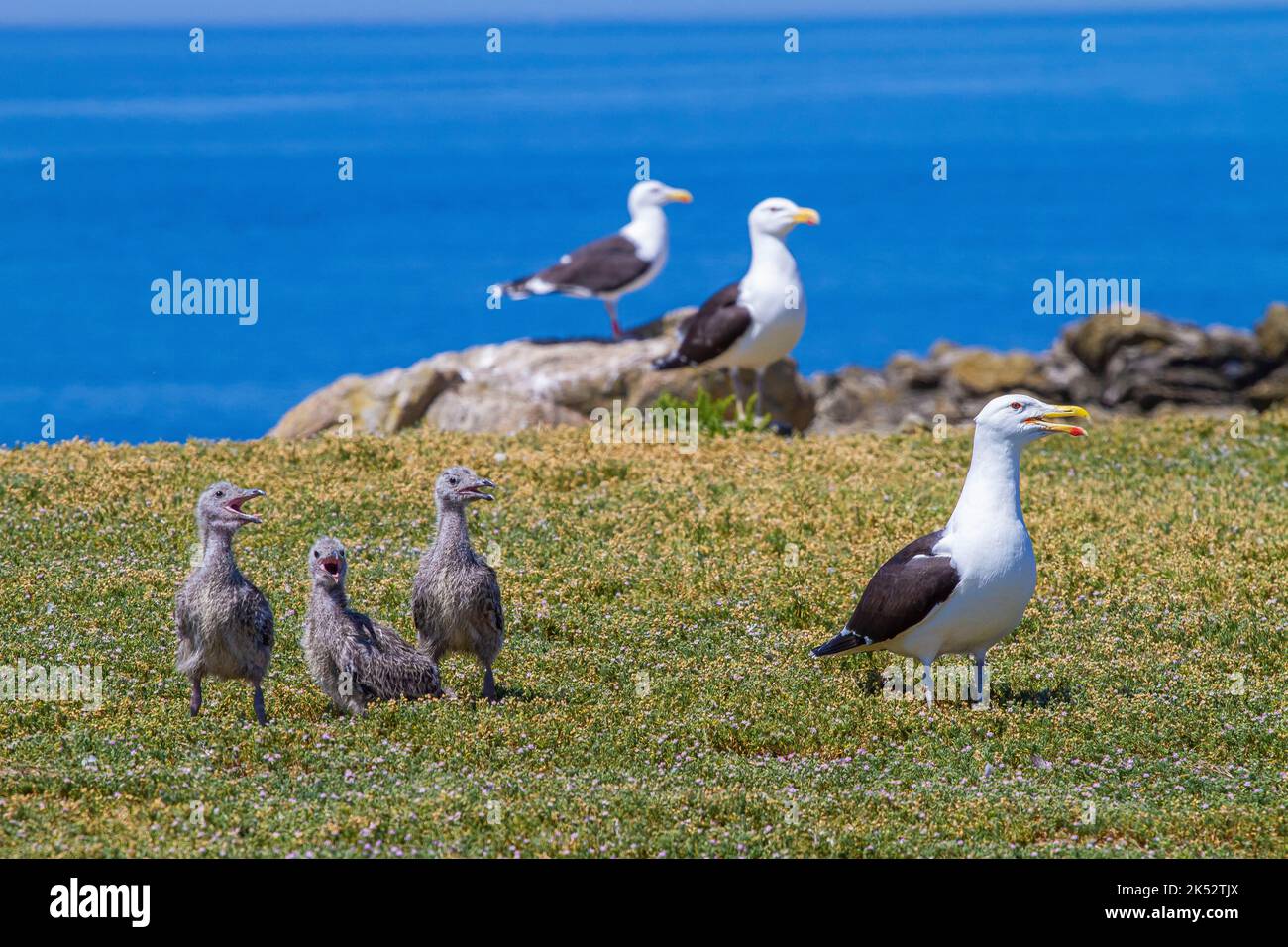 France, Vendee, Noirmoutier island, group of sea gulls and their chicks ...