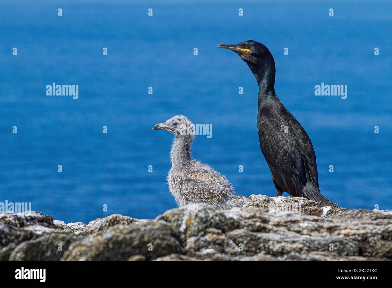 France, Vendee, Noirmoutier island, cormorant and gull chick on a rock ...