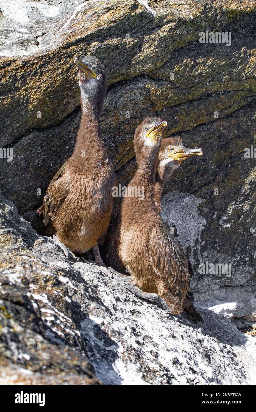 France, Vendee, Noirmoutier island, cormorant chicks in the nest ...