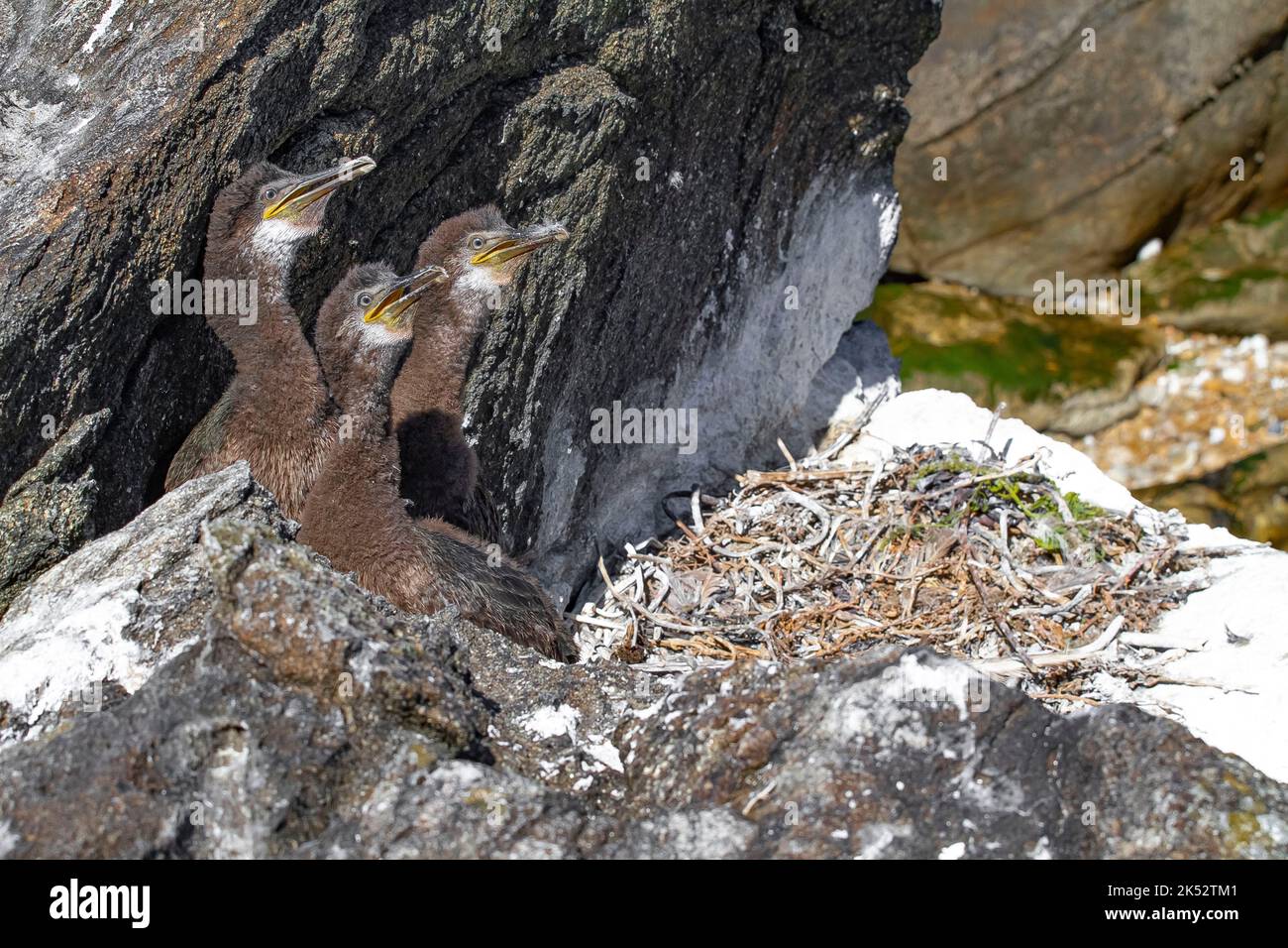 France, Vendee, Noirmoutier island, cormorant chicks in the nest ...