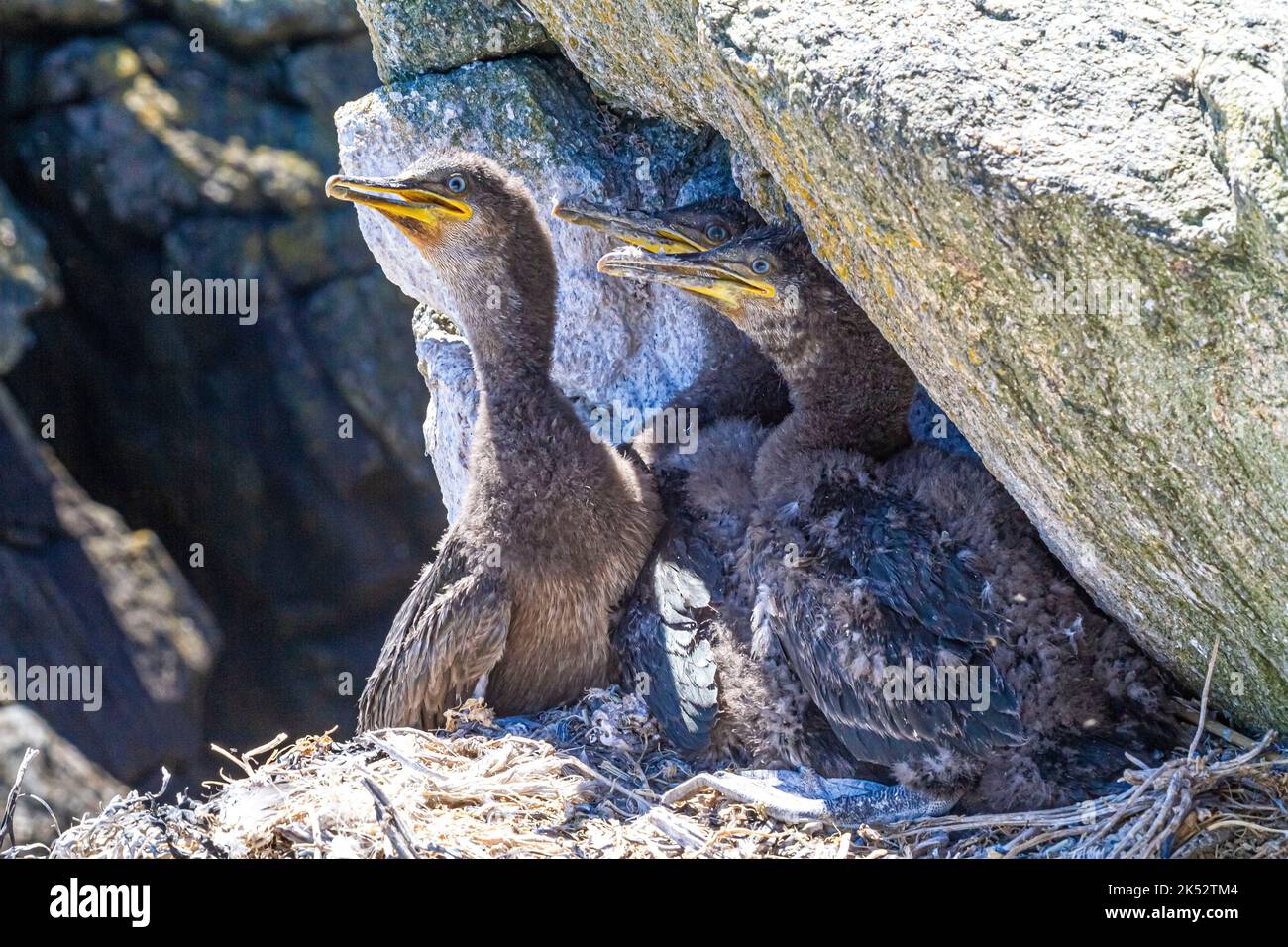 France, Vendee, Noirmoutier island, cormorant chicks in the nest ...
