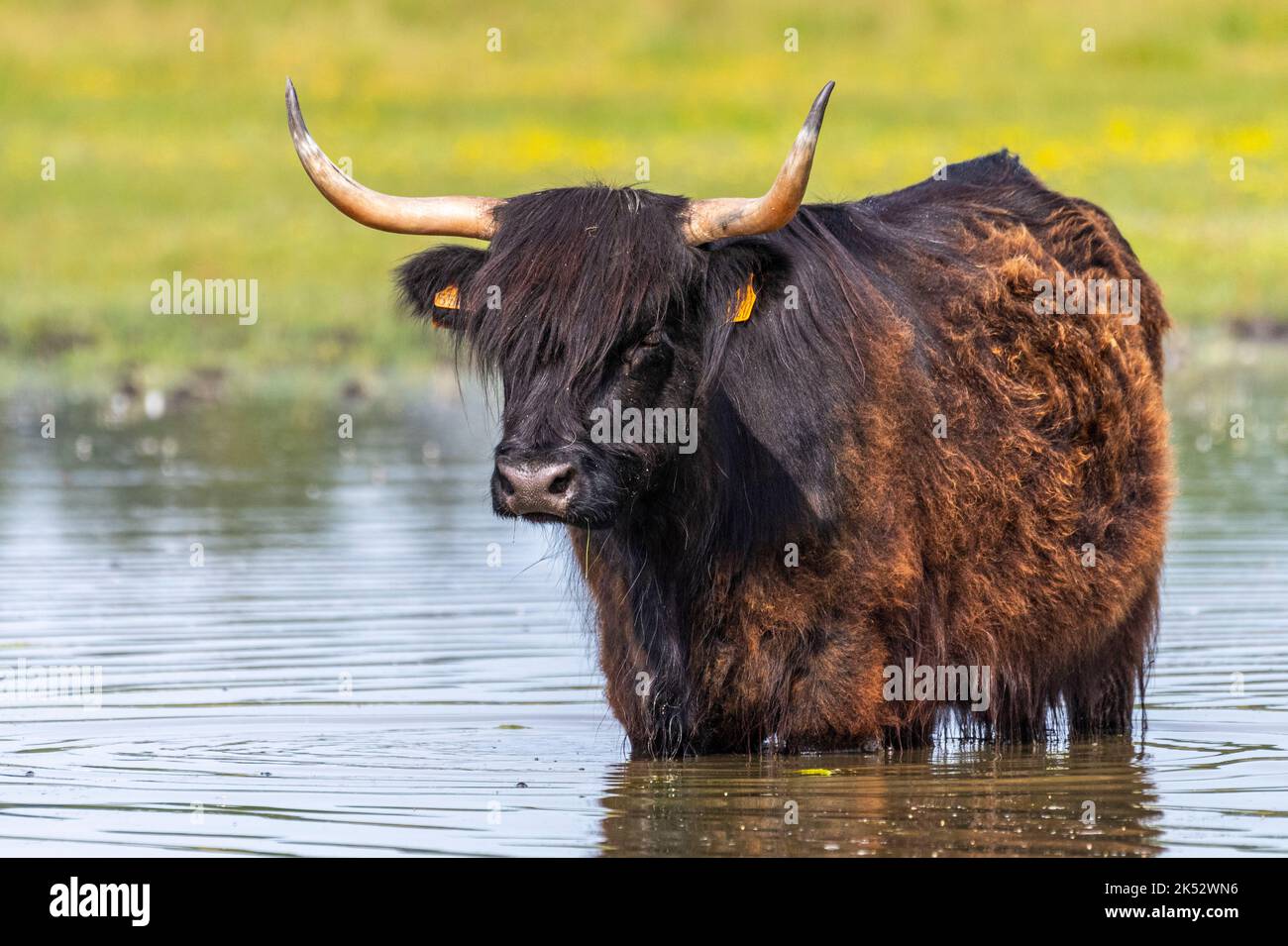 France, Somme (80), Baie de Somme, Le Crotoy, on a hot day, Highland ...