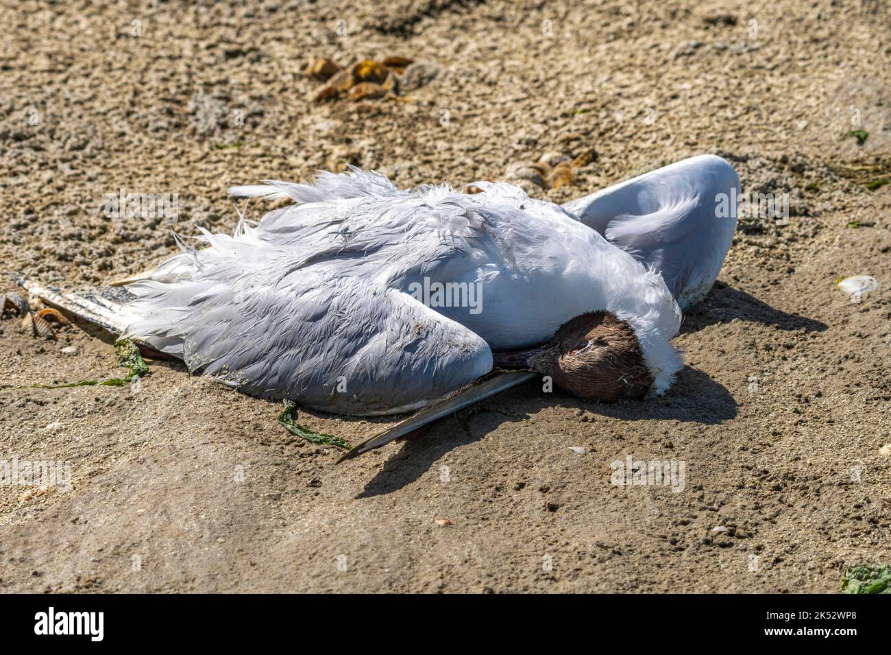 France, Somme (80), Baie de Somme, Le Crotoy, Seabirds (black-headed ...
