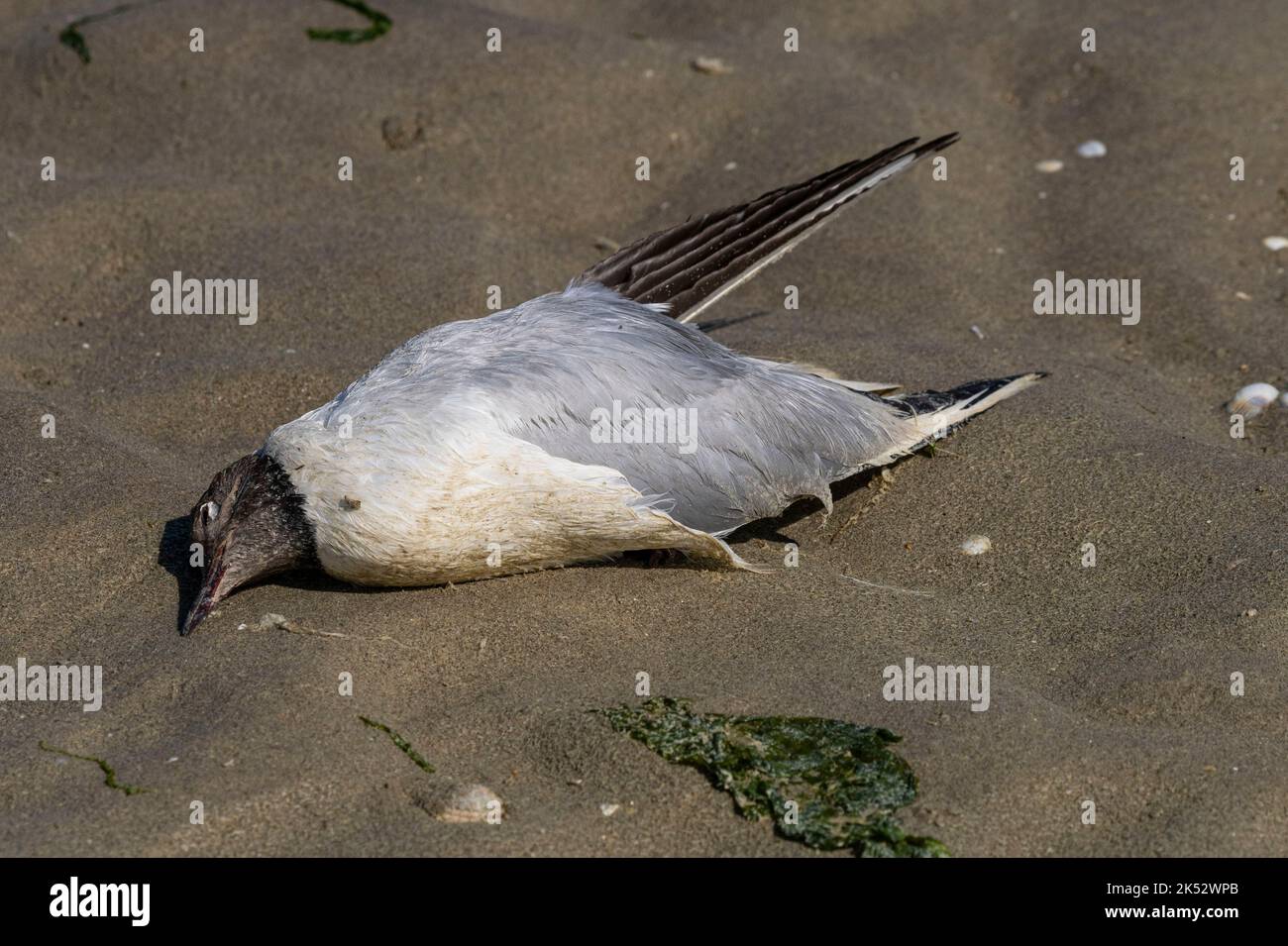 France, Somme (80), Baie de Somme, Le Crotoy, Seabirds (black-headed ...