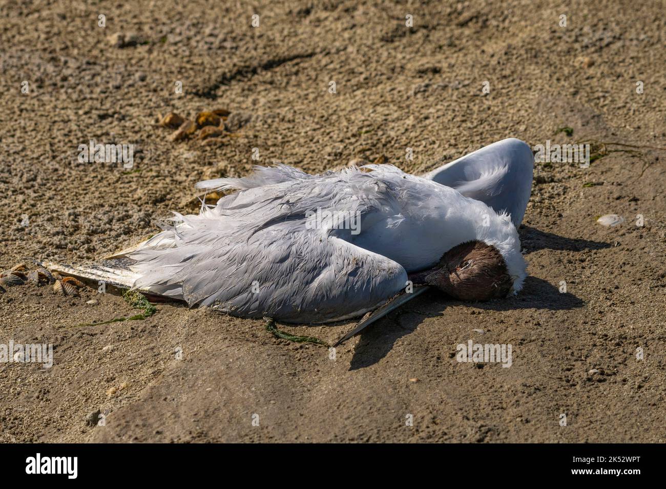 France, Somme (80), Baie de Somme, Le Crotoy, Seabirds (black-headed ...