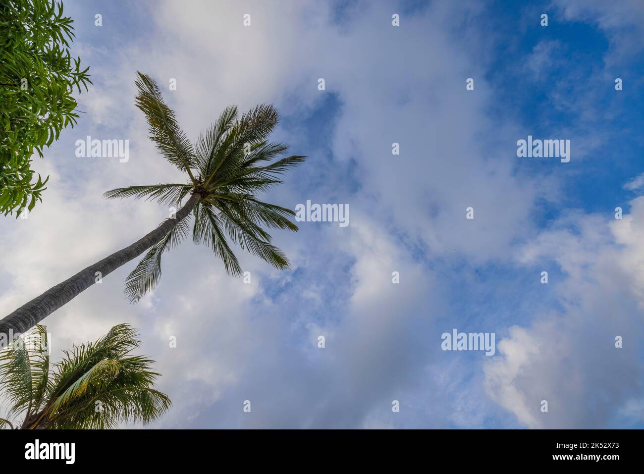 Beautiful bottom-up view on palm tree tops on blue sky with puffy white ...
