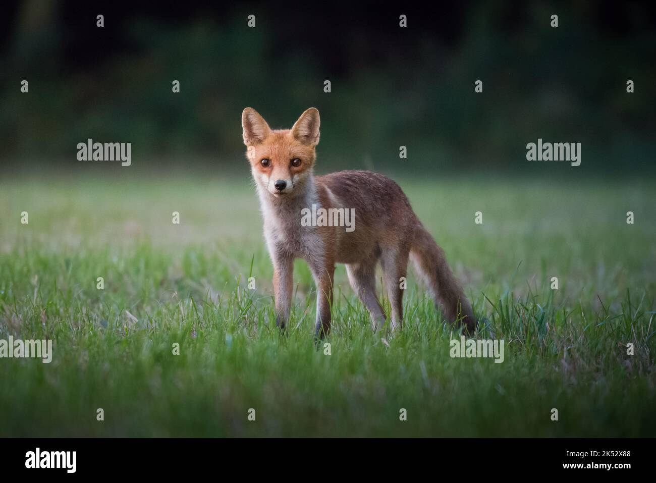Redfoxcup hi-res stock photography and images - Alamy