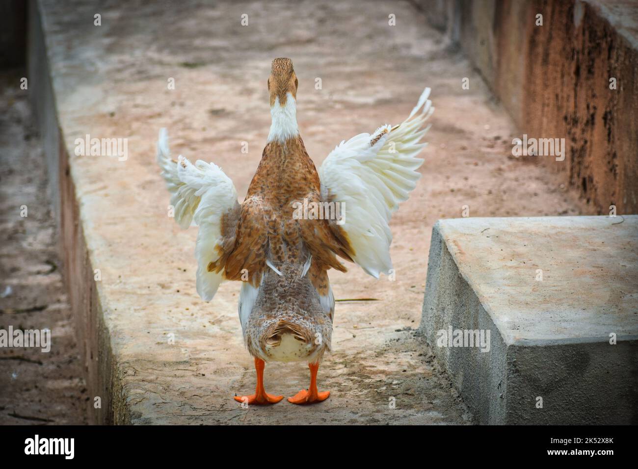 A duck opening its wings while standing on a ground Stock Photo - Alamy