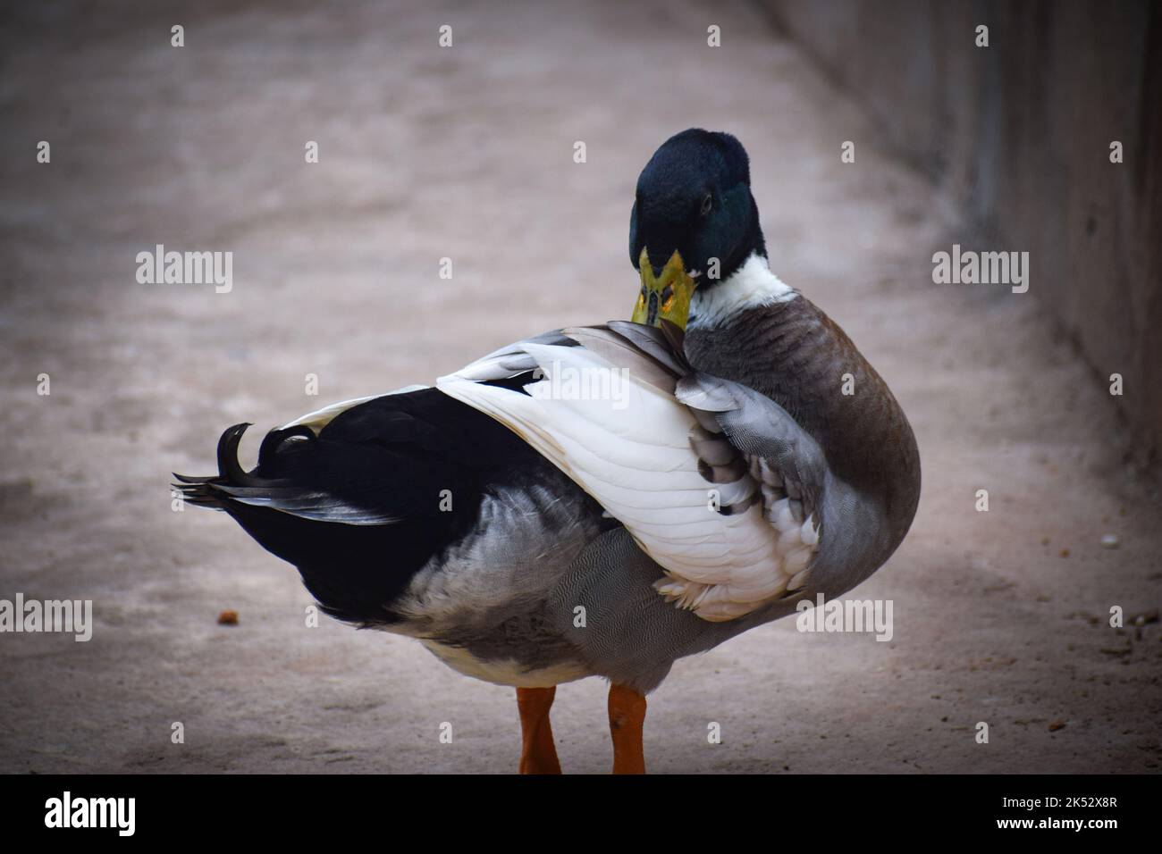 A cute duck scratching itself on the ground Stock Photo - Alamy