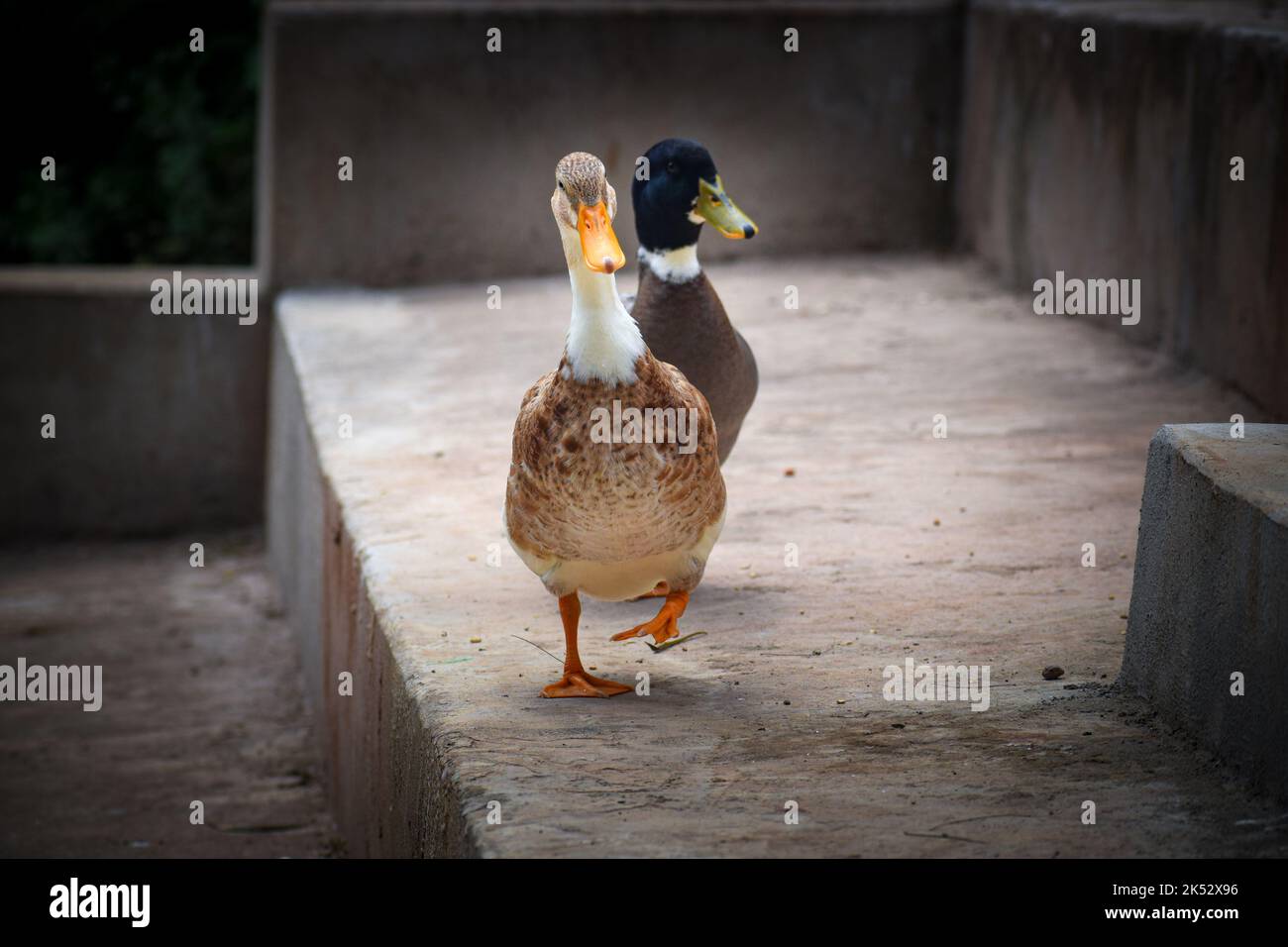 The cute ducks standing on the staircase Stock Photo - Alamy