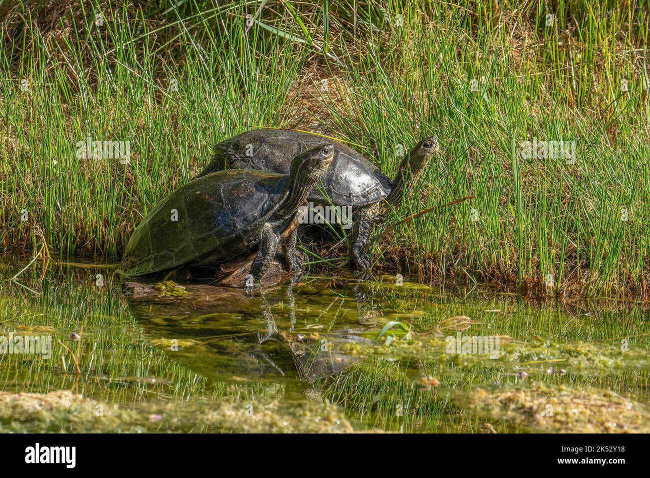A couple of fresh water turtles sunbathing by a natural pond Stock ...