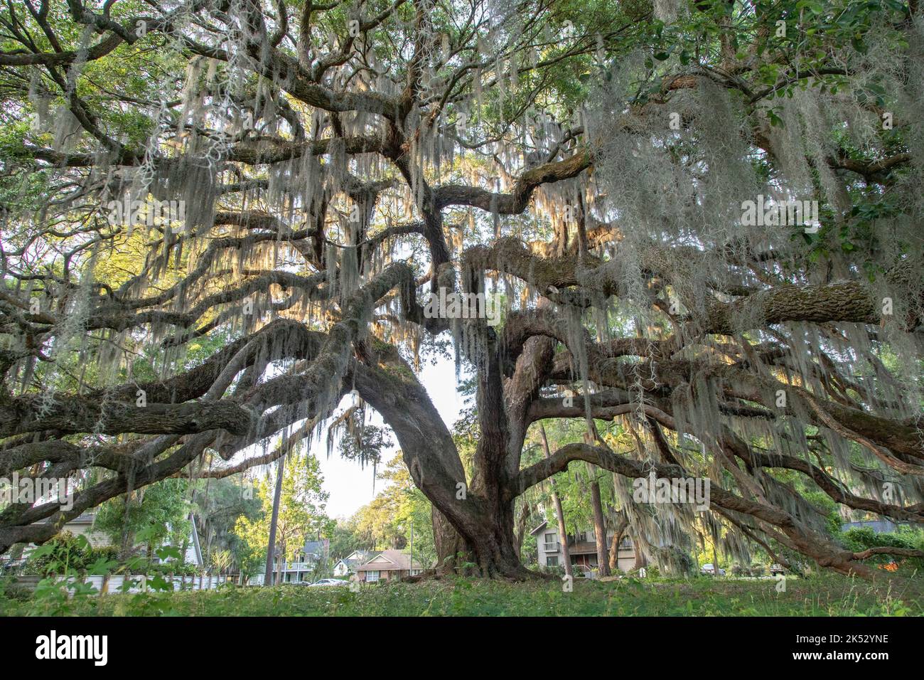 USA, Georgia, Savannah, majestic oak tree covered in spanish moss Stock ...