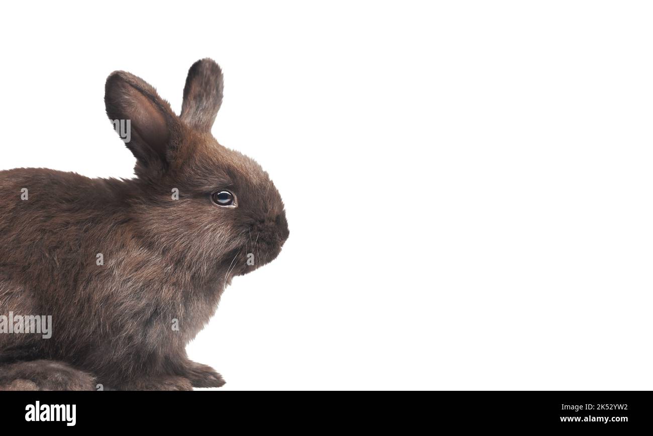 Black rabbit black background hi-res stock photography and images - Alamy