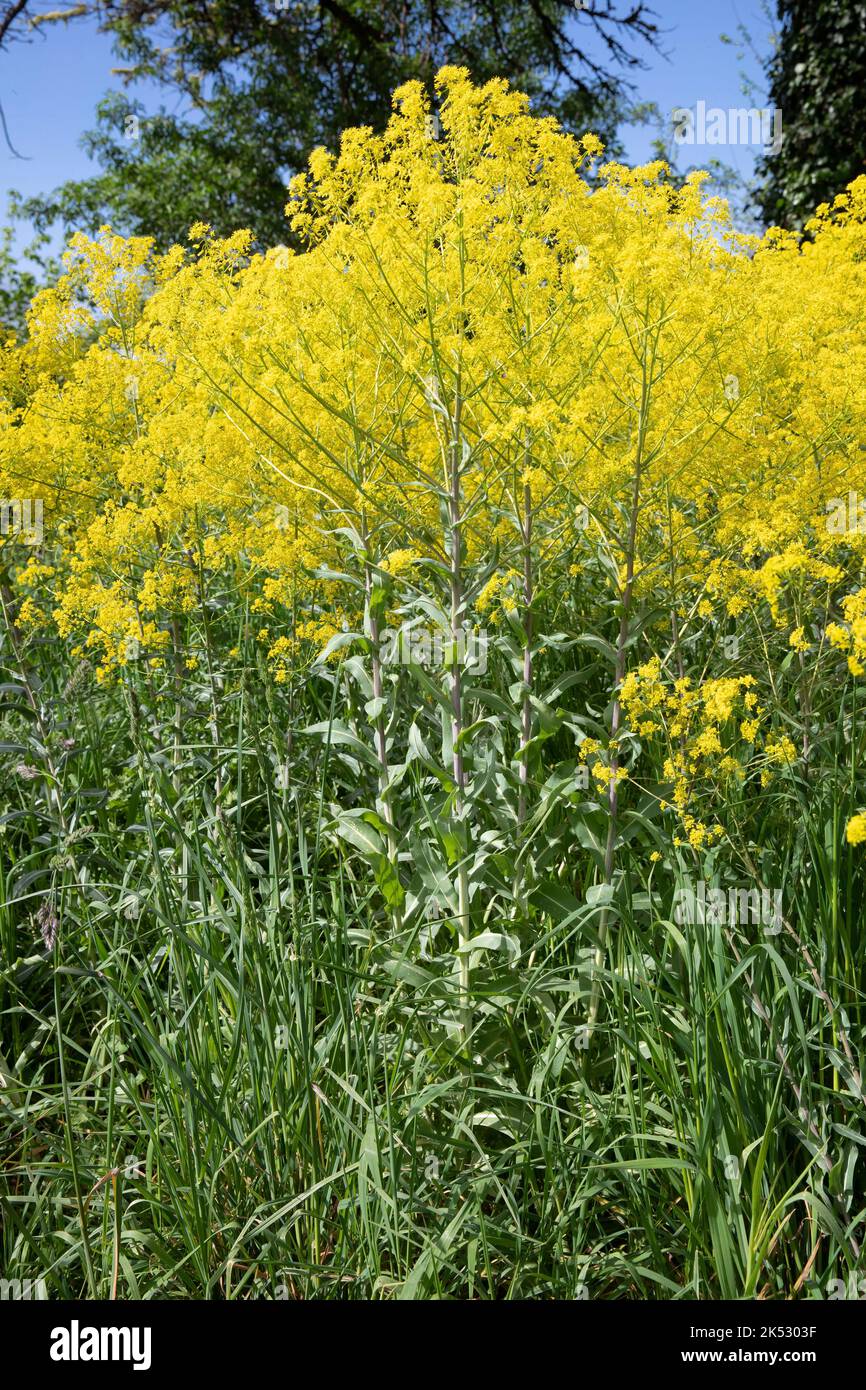 France, Tarn, Magrin, blooming pastel Stock Photo - Alamy