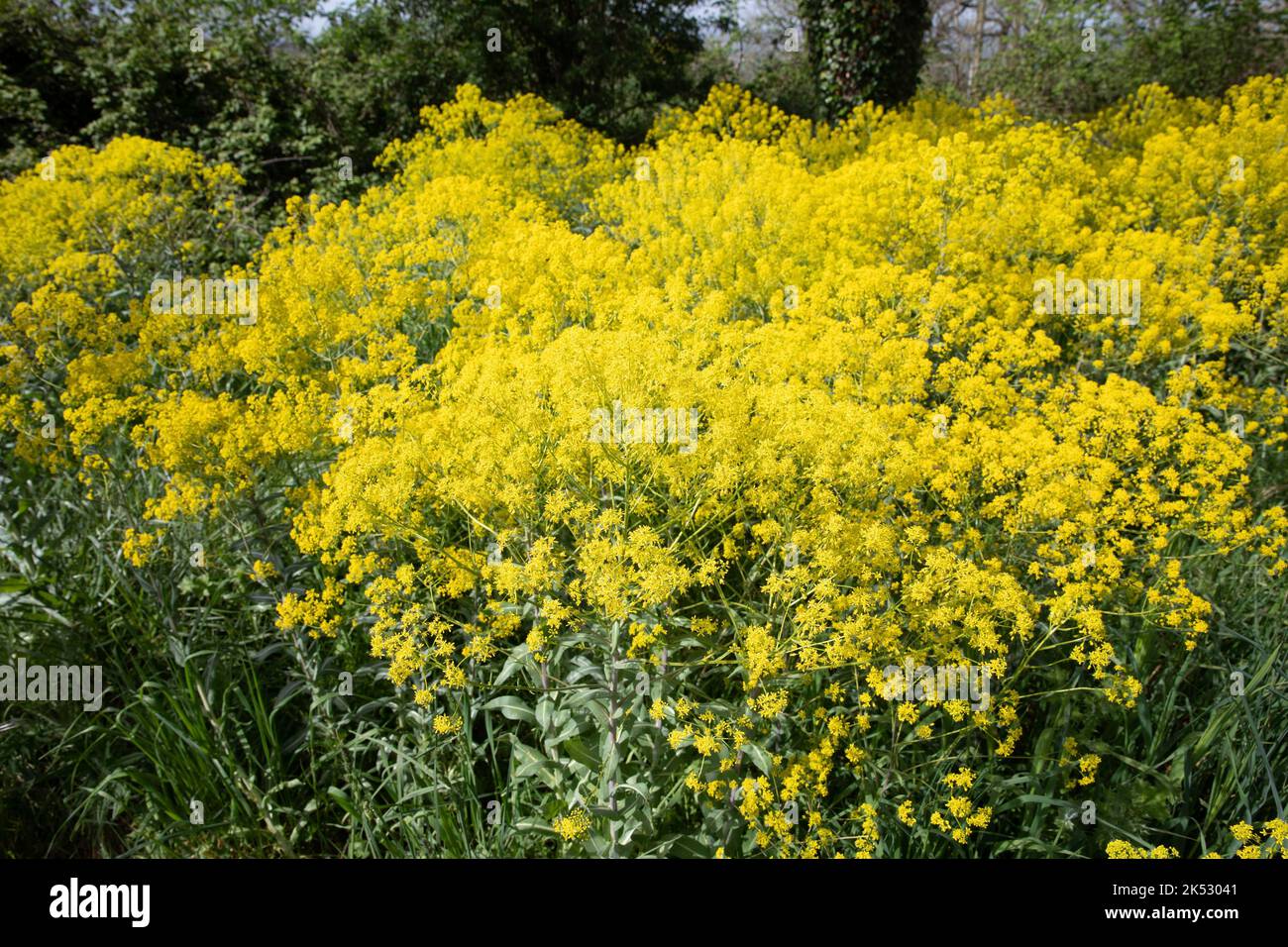 France, Tarn, Magrin, blooming pastel Stock Photo - Alamy