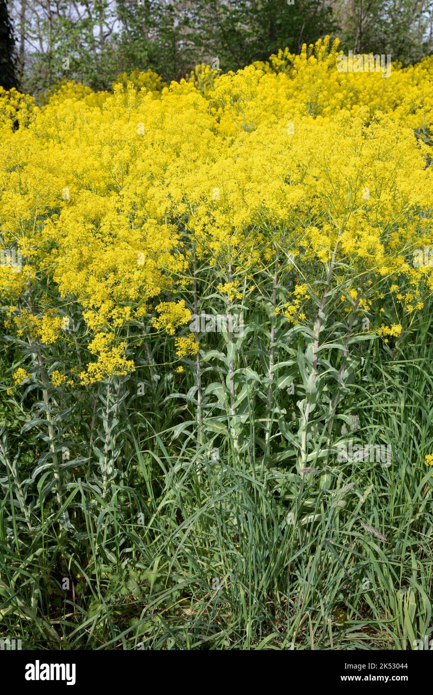France, Tarn, Magrin, blooming pastel Stock Photo - Alamy