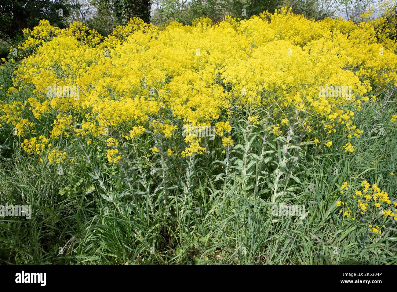 France, Tarn, Magrin, blooming pastel Stock Photo - Alamy