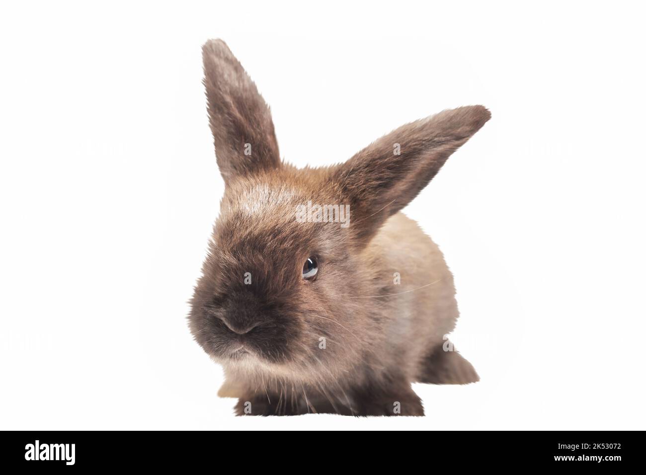 black rabbit looking at camera isolated on white Stock Photo - Alamy
