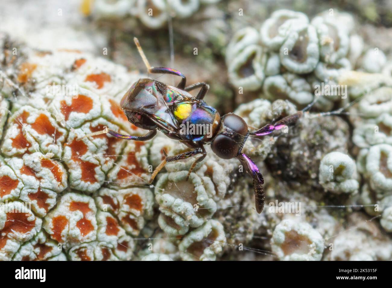 Encyrtid Wasp (Chrysoplatycerus sp Stock Photo - Alamy