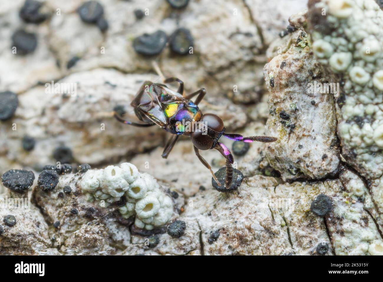 Encyrtid Wasp (Chrysoplatycerus sp Stock Photo - Alamy