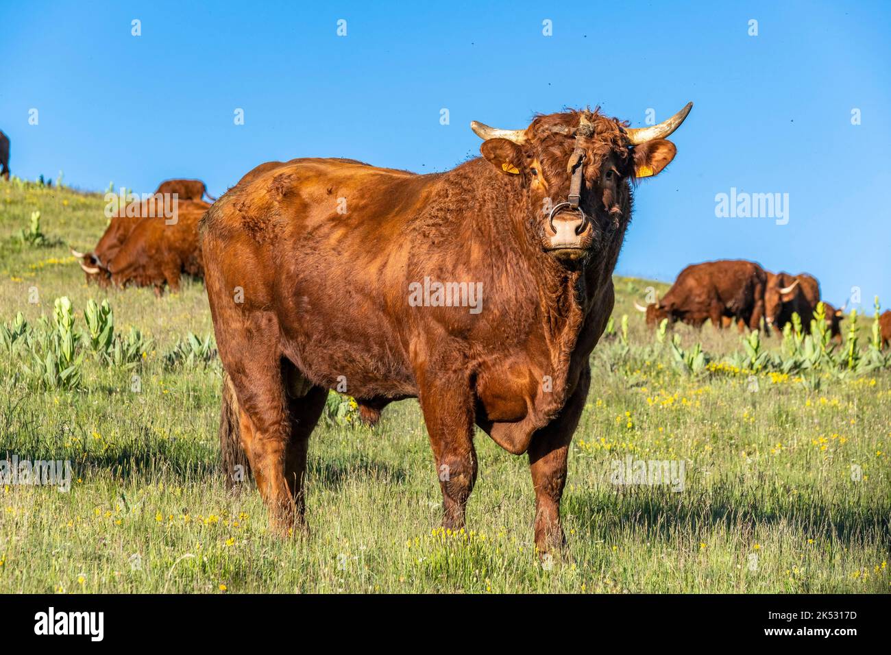 France, Puy de Dome, La Godivelle, salers bull, Cezallier, Regional ...