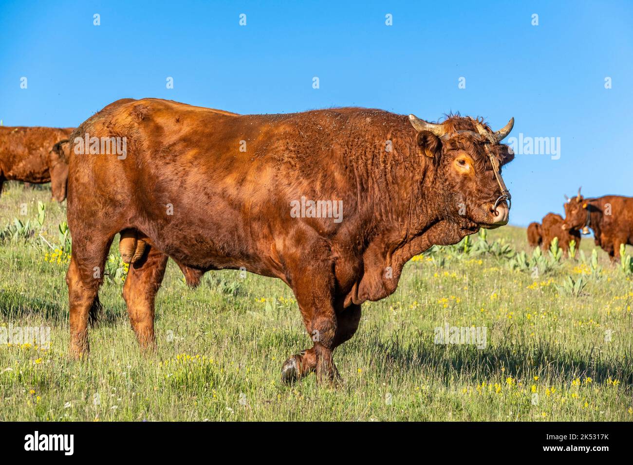 France, Puy de Dome, La Godivelle, salers bull, Cezallier, Regional ...