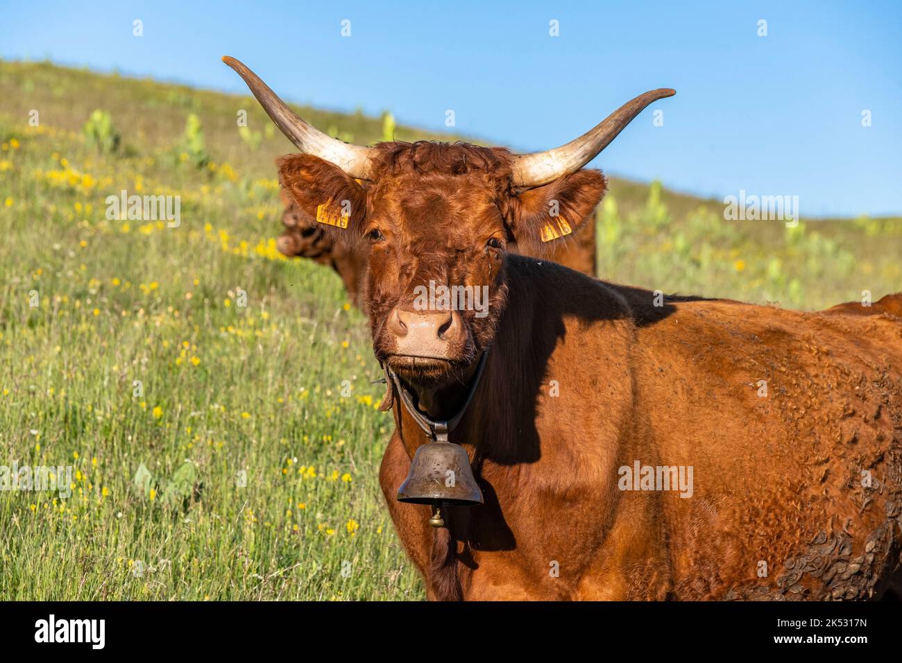 France, Puy de Dome, La Godivelle, salers cow, Cezallier, Regional ...