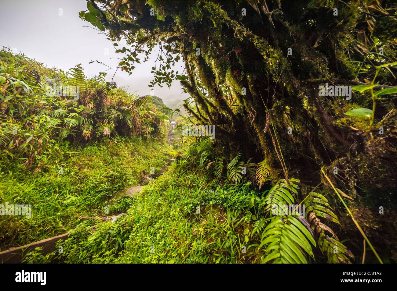France, Caribbean, Lesser Antilles, Martinique, Morne-Rouge, ascent of ...