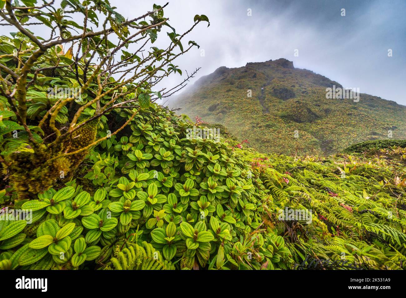 M le rouge hi-res stock photography and images - Alamy