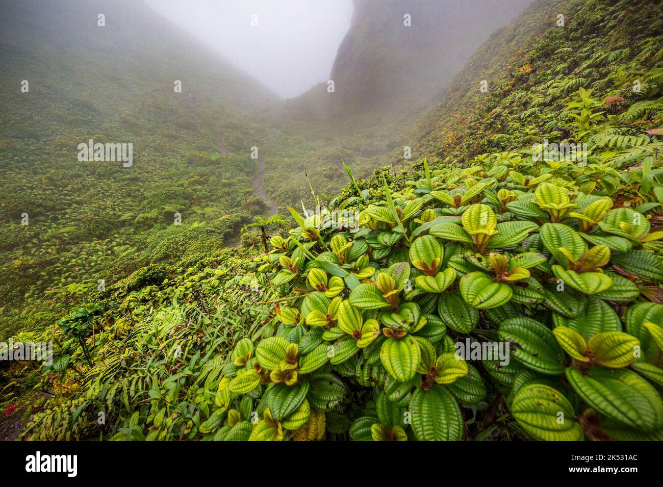 France, Caribbean, Lesser Antilles, Martinique, Morne-Rouge, in the ...