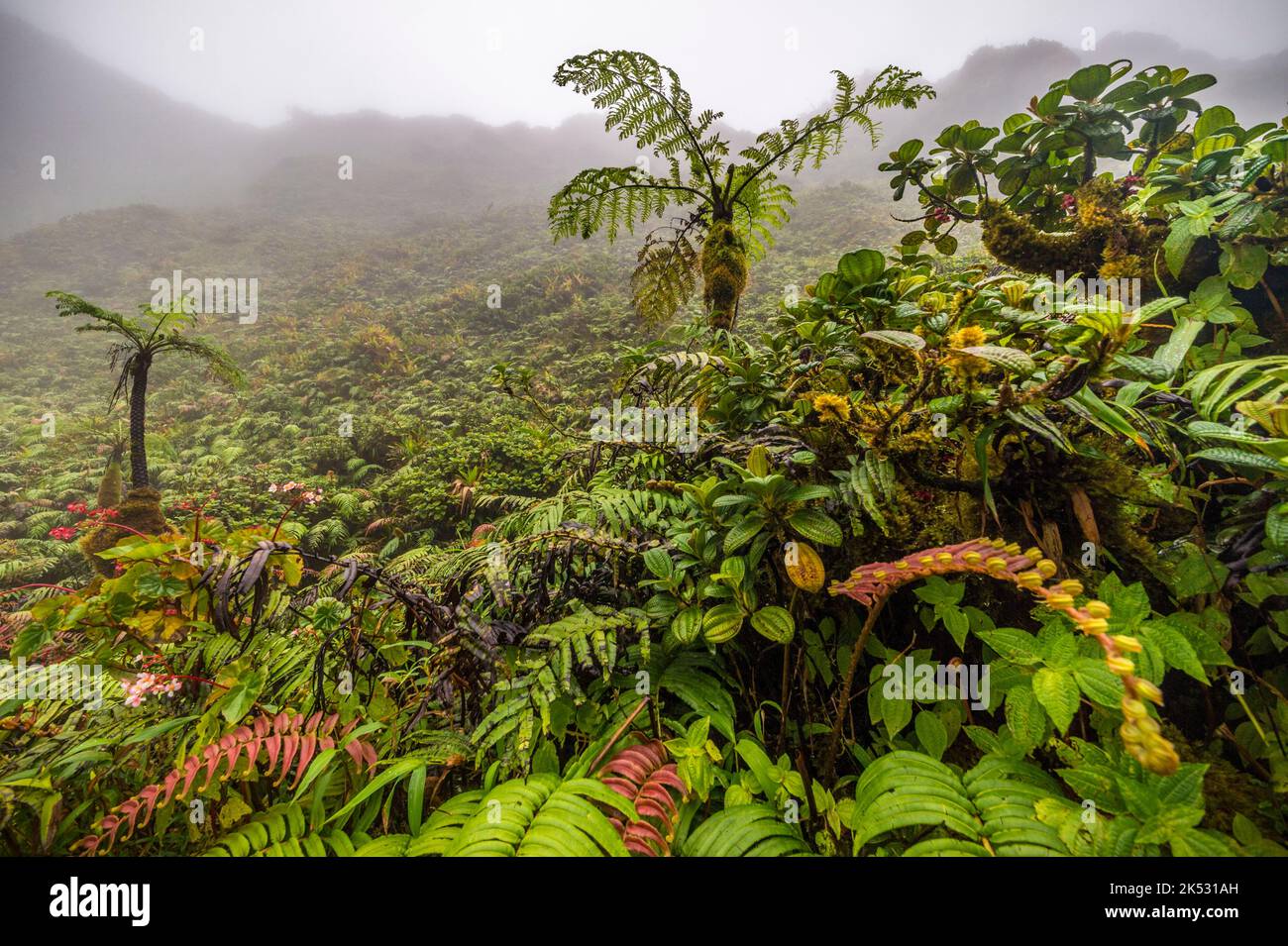 France, Caribbean, Lesser Antilles, Martinique, Morne-Rouge, tree ferns ...