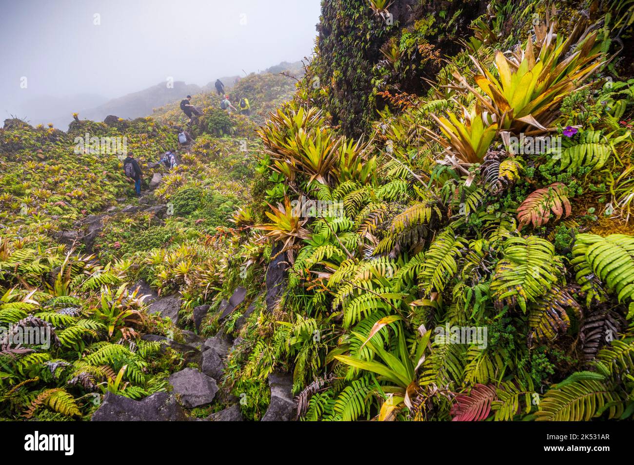 France, Caribbean, Lesser Antilles, Martinique, Morne-Rouge, ascent of ...