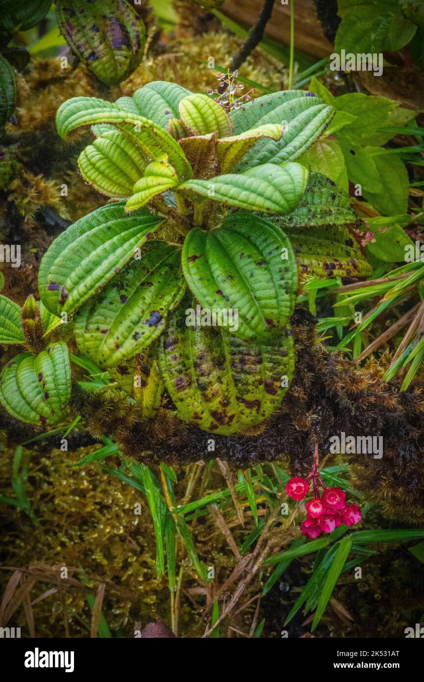 France, Caribbean, Lesser Antilles, Martinique, Morne-Rouge, Zèb krékré ...