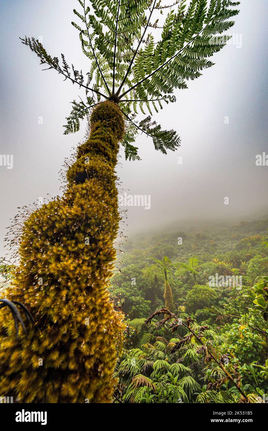 France, Caribbean, Lesser Antilles, Martinique, Morne-Rouge, tree fern ...