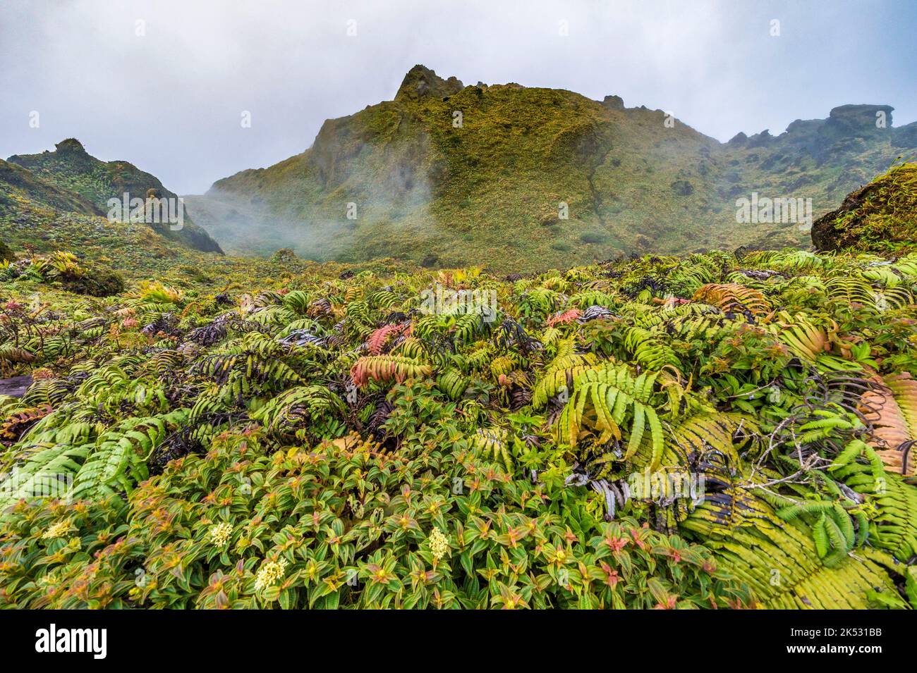 France, Caribbean, Lesser Antilles, Martinique, Morne-Rouge, ascent of ...