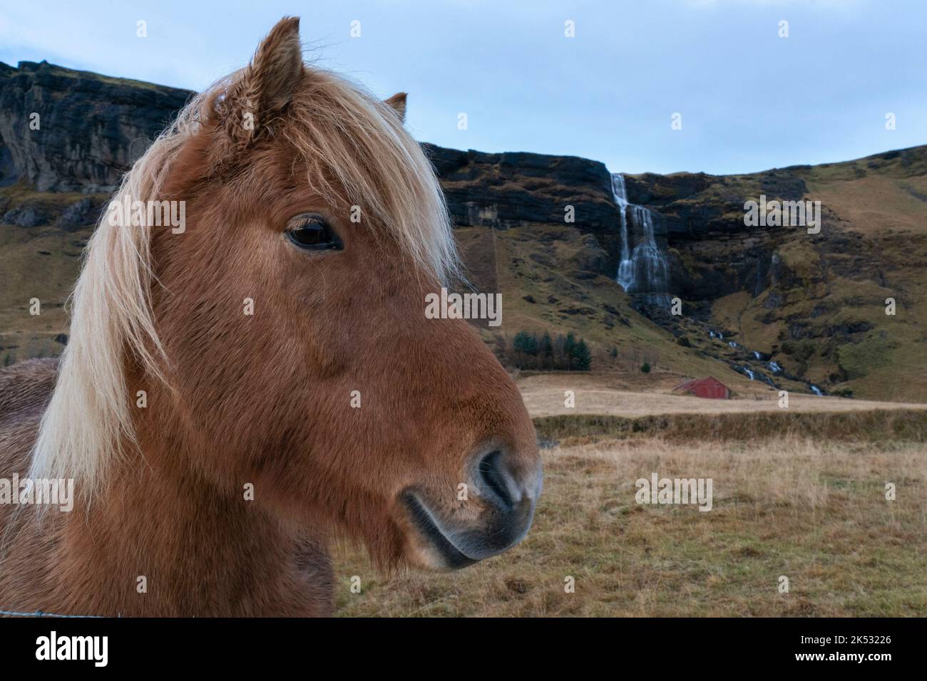 Icenadic horse near Vik, Iceland Stock Photo - Alamy