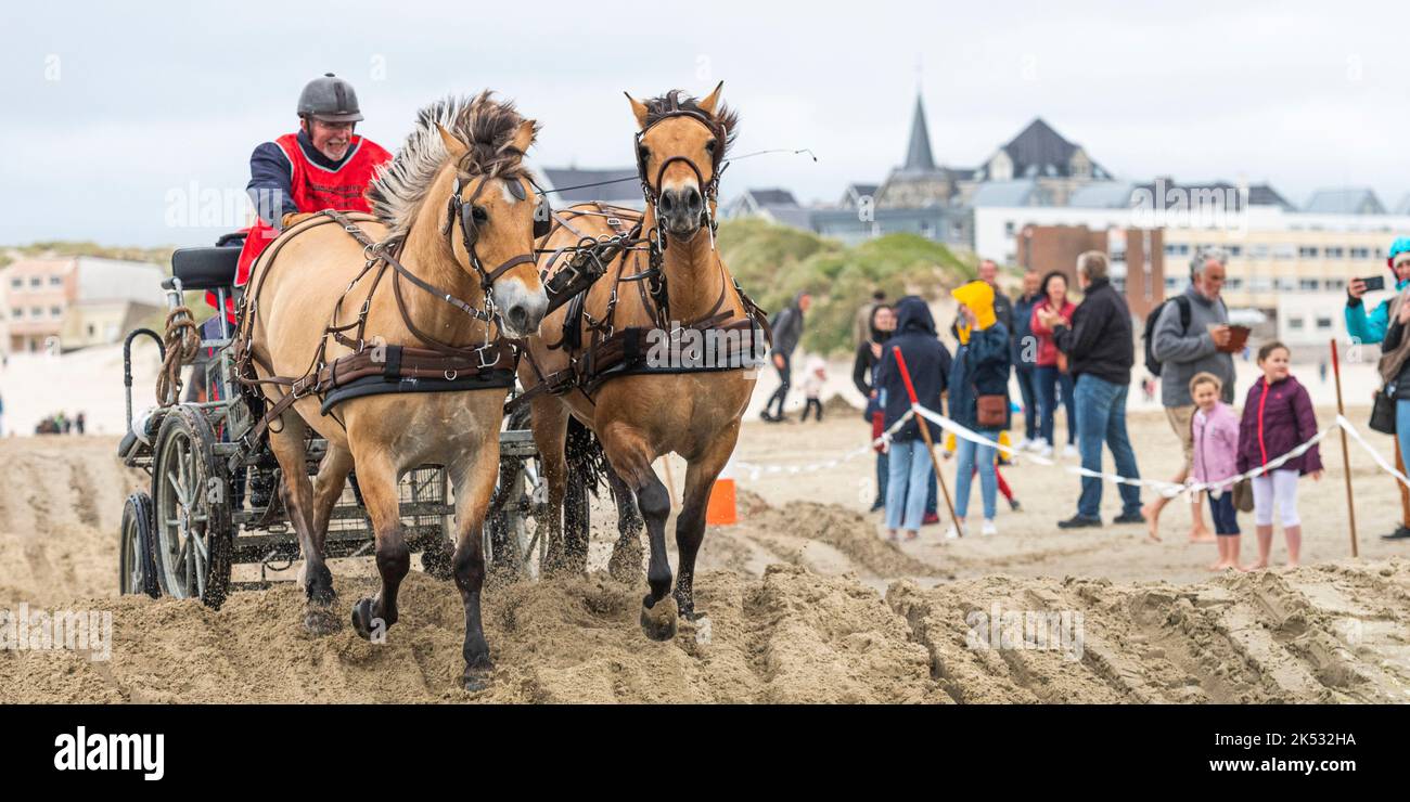 France, Pas-de-Calais, Côte d'Opale, Marathon d'attelages sur la plage ...
