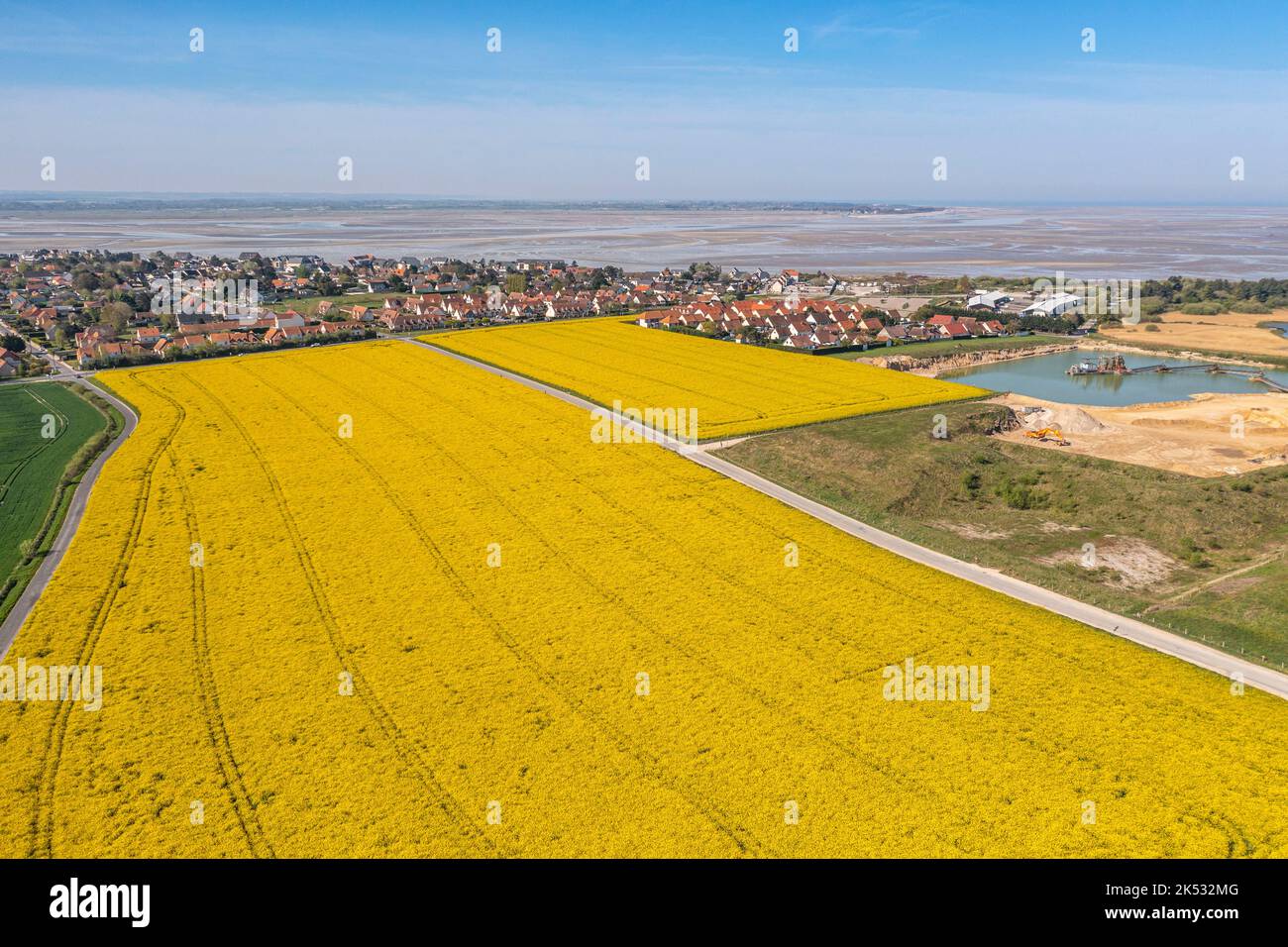 France, Somme, Le Crotoy, Rapeseed field and Somme bay in background ...