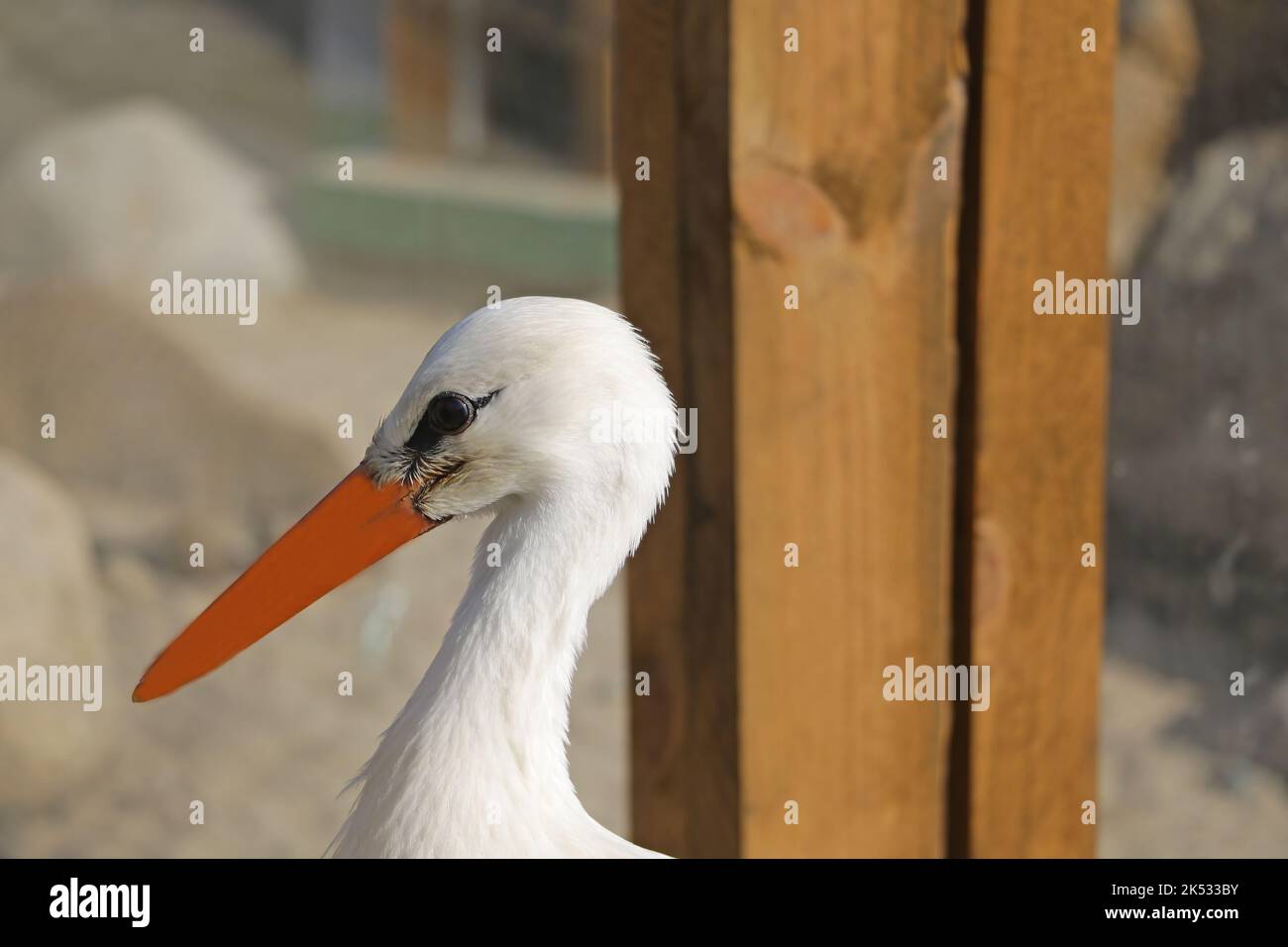 A closeup of a white stork face with a long beak Stock Photo - Alamy