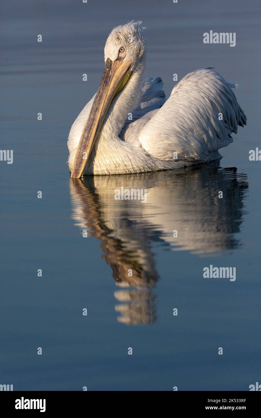 Greece, Central Macedonia, Lake Kerkini, Dalmatian Pelican (Pelecanus ...