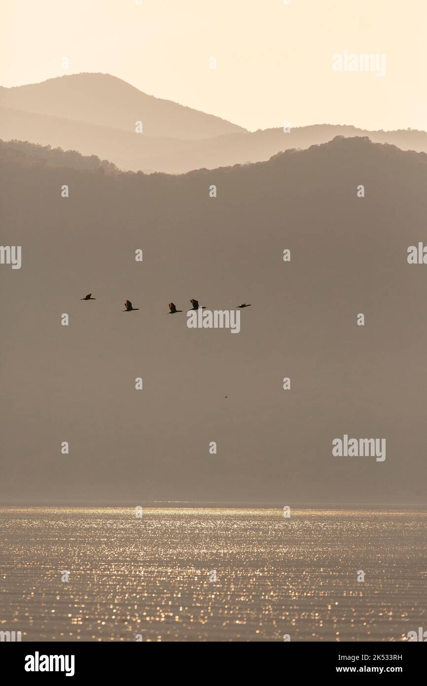 Greece, Central Macedonia, Lake Kerkini, Great Cormorant (Phalacrocorax ...