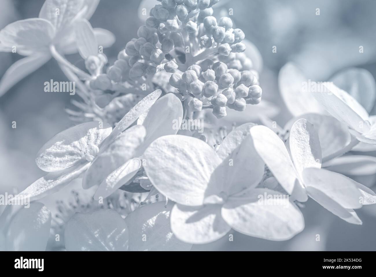 Light blue hydrangea flowers background tender wedding card concept ...