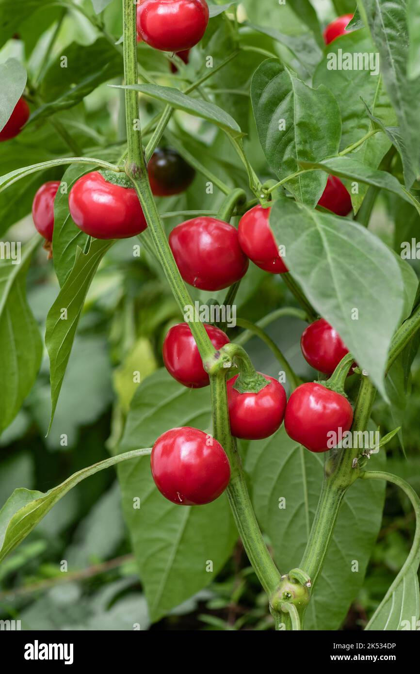 Big bomb pepper cherry bush like poblano chili harvest Stock Photo - Alamy