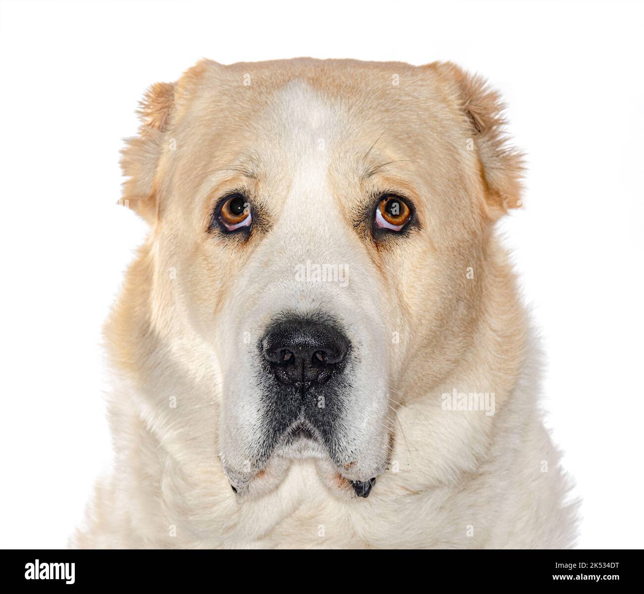 Central Asian Shepherd Dog alabai portrait looking seriouslywhite ...
